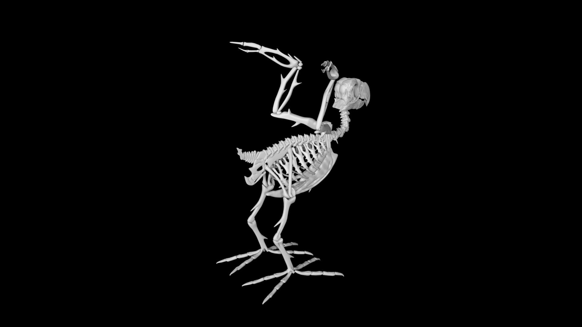 3D Parrot Skeleton - TurboSquid 1886926