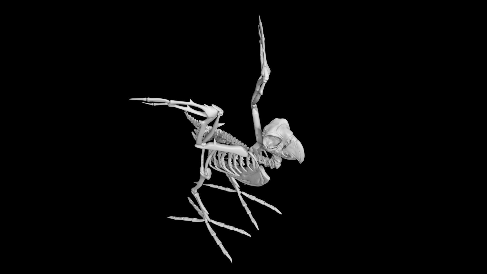 3D Parrot Skeleton - TurboSquid 1886926