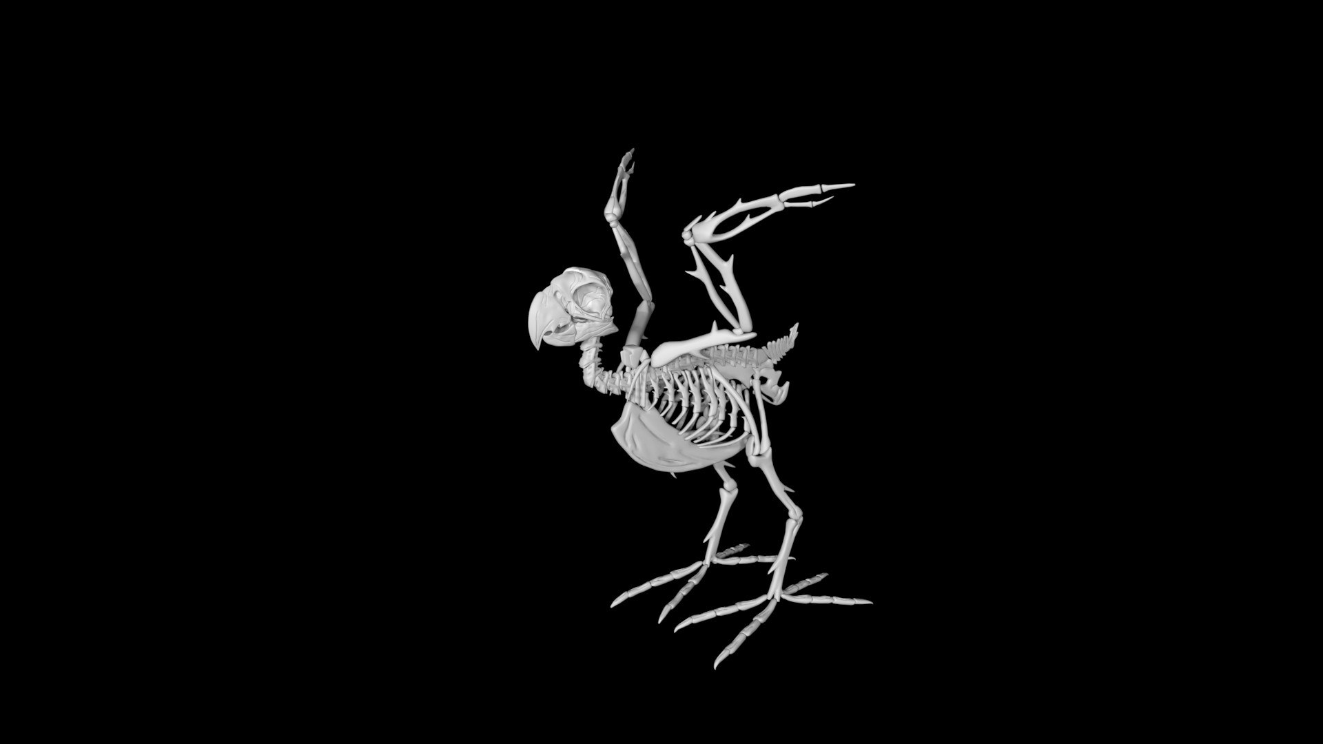 3D Parrot Skeleton - TurboSquid 1886926