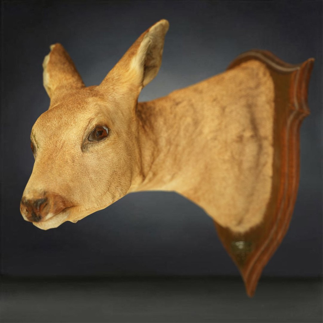 3D Animal Digital Photogrammetry - TurboSquid 1163012