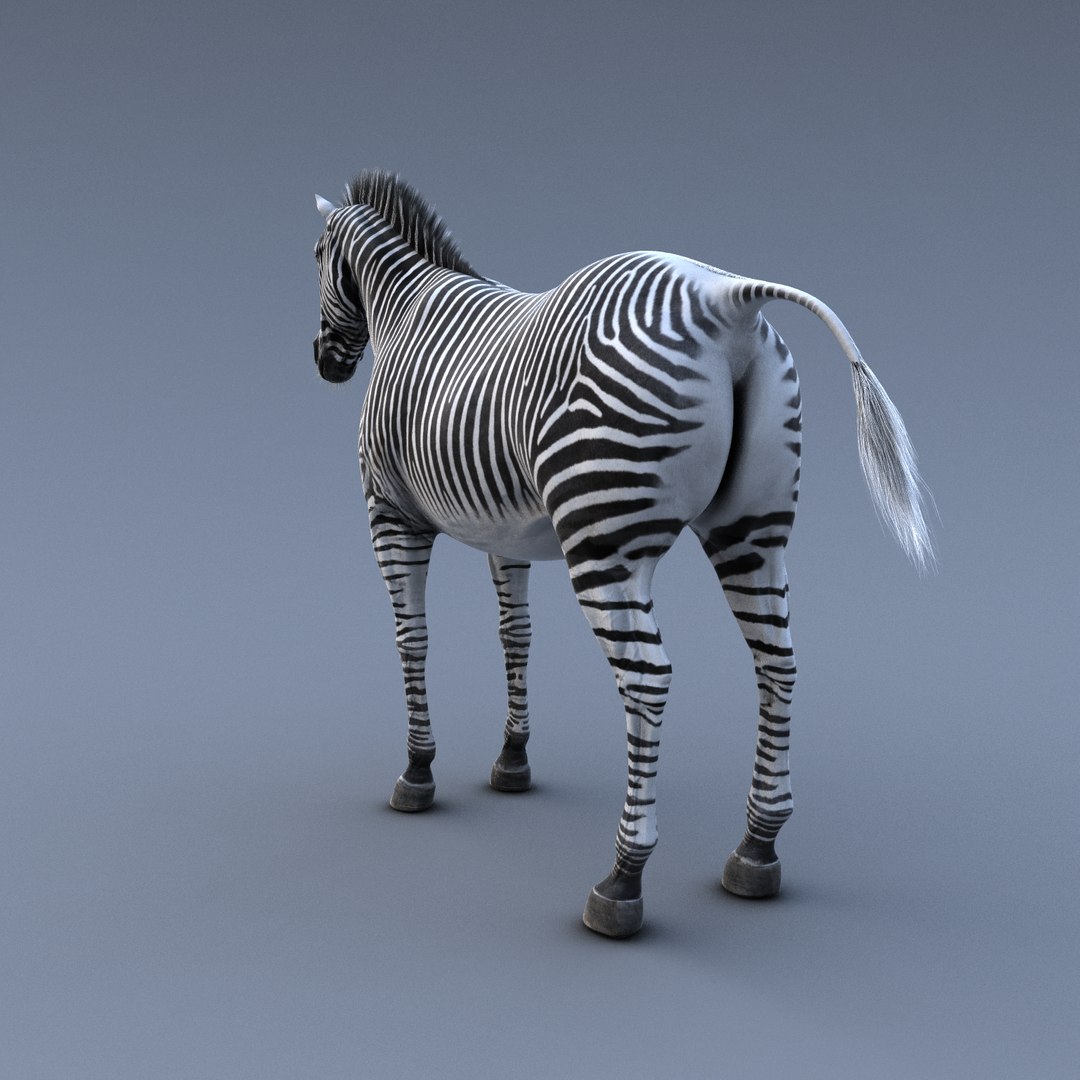 max zebra rig
