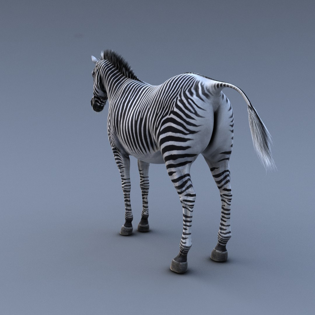max zebra rig