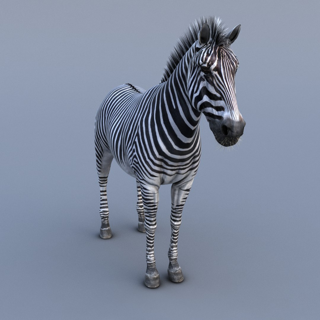 max zebra rig