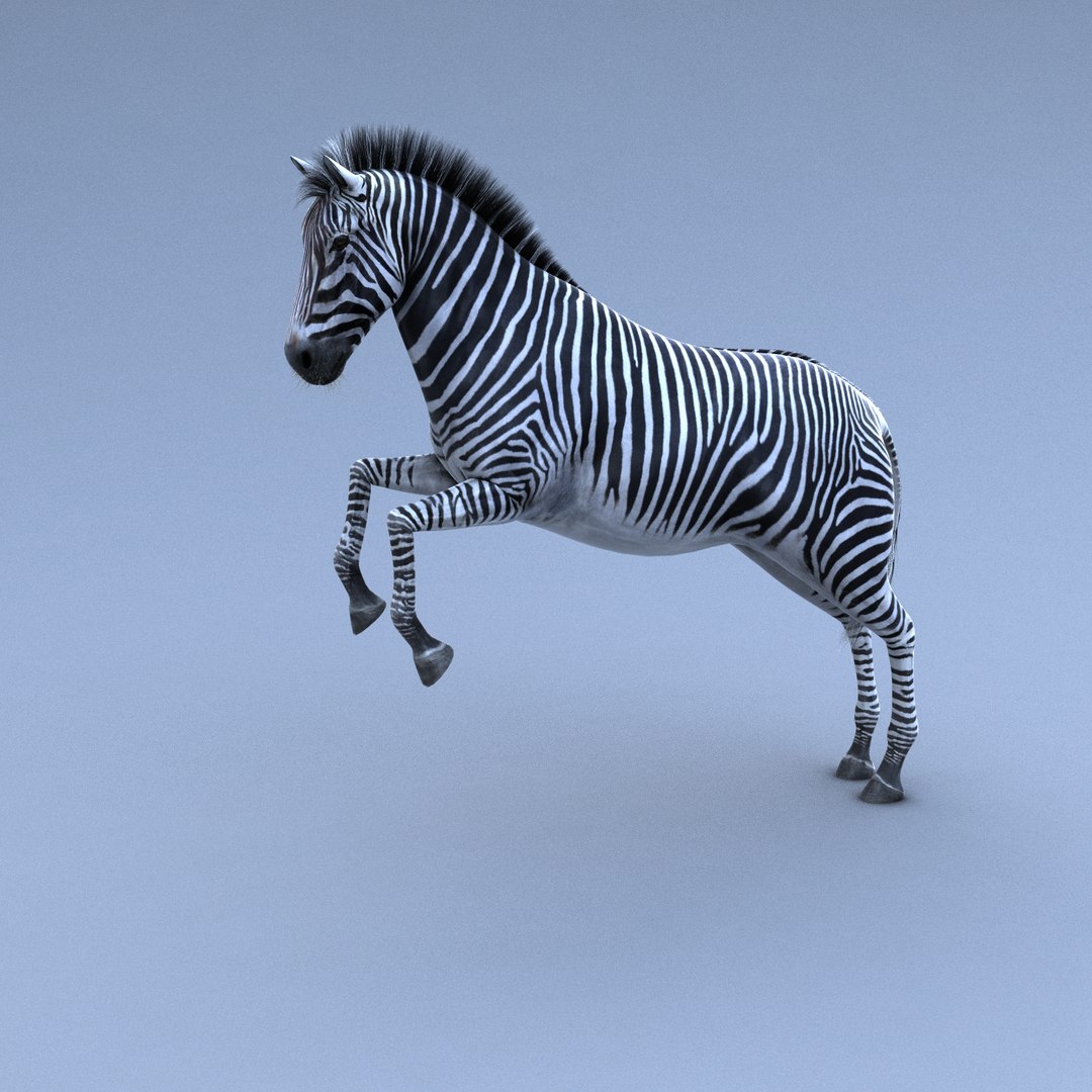 Max Zebra Rig