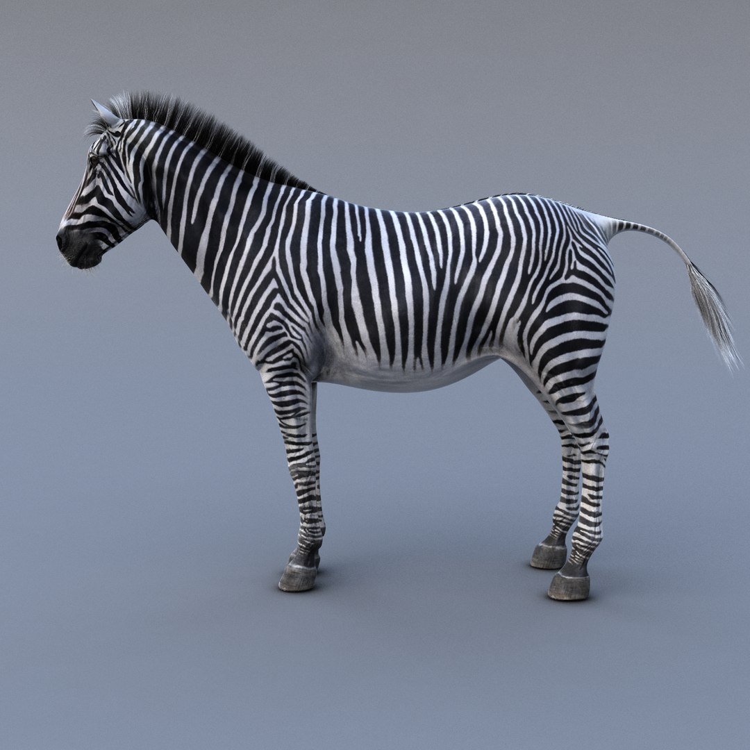 max zebra rig