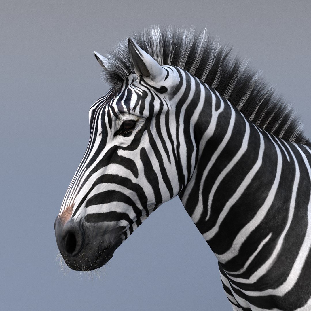 max zebra rig
