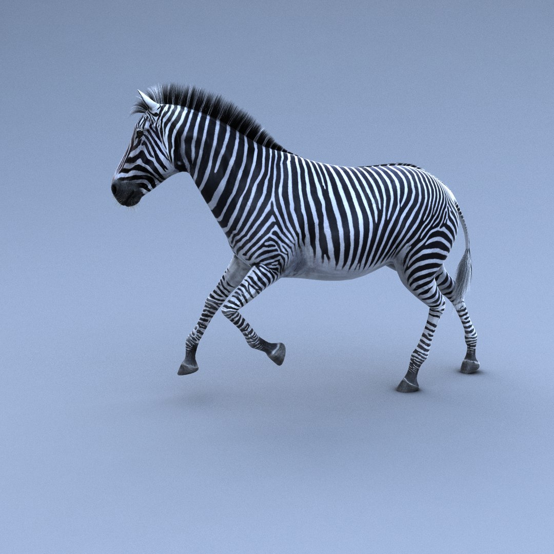 Max Zebra Rig
