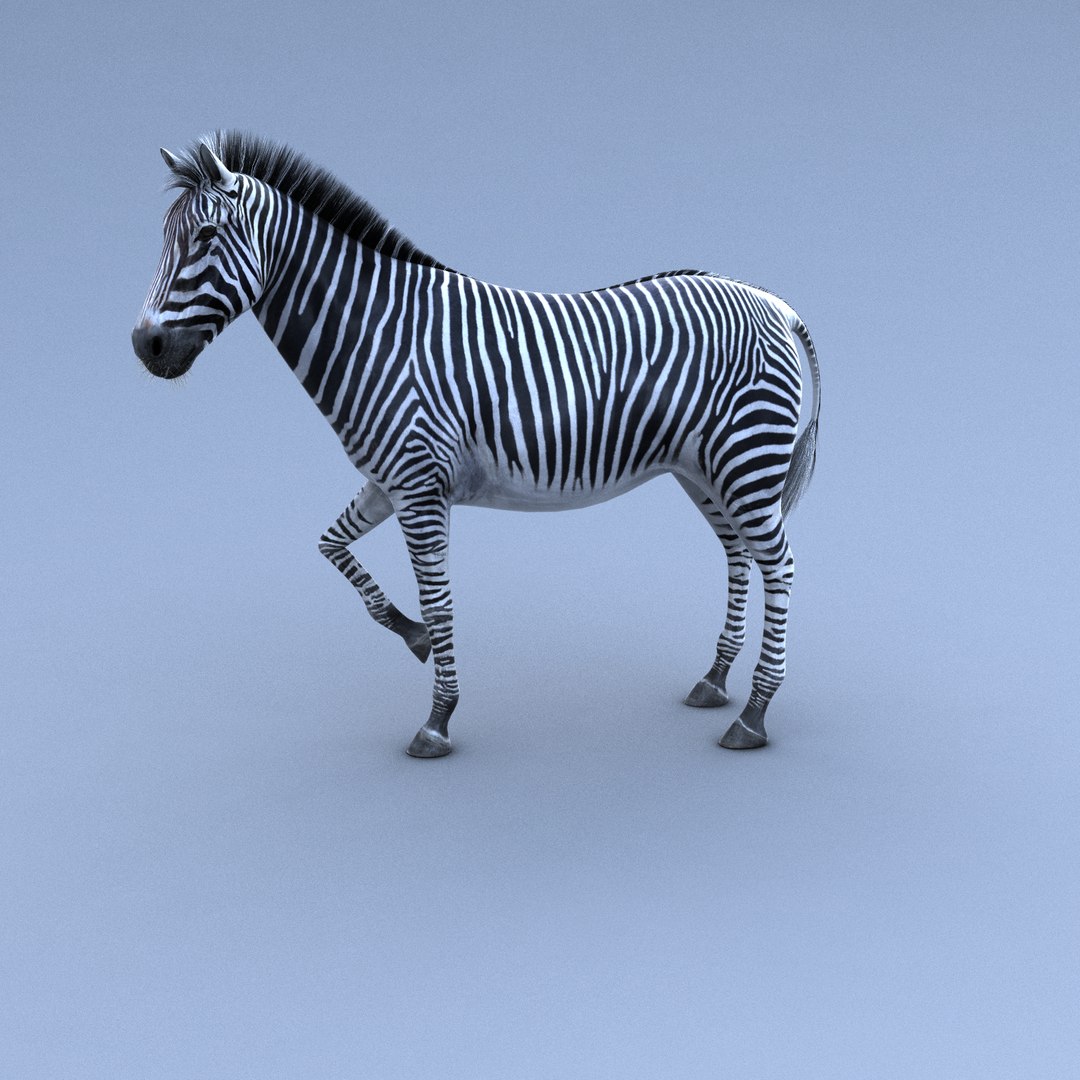 Max Zebra Rig
