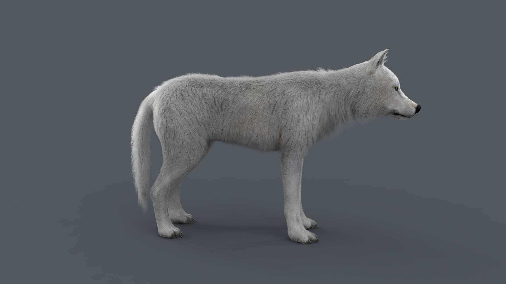 3D Wolf Fur Variations - TurboSquid 1575387