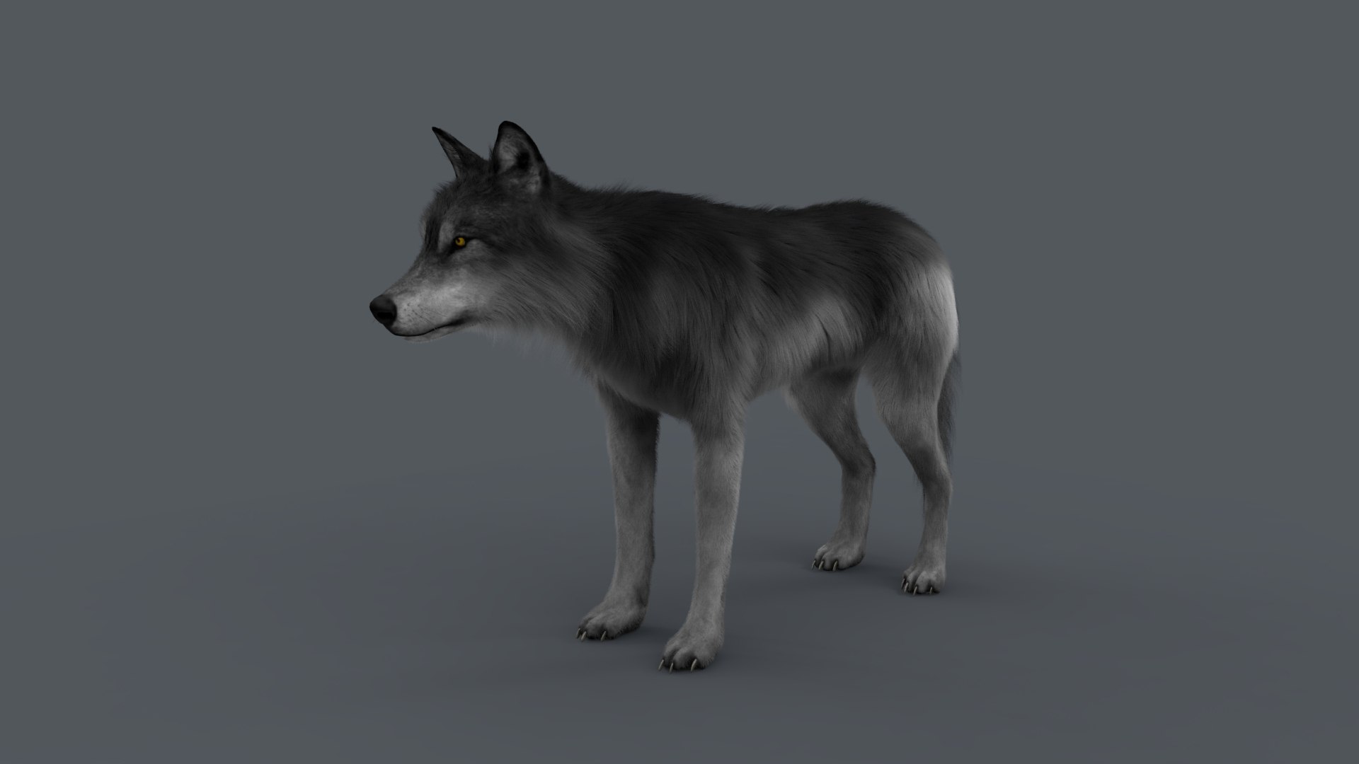 3D Wolf Fur Variations - TurboSquid 1575387