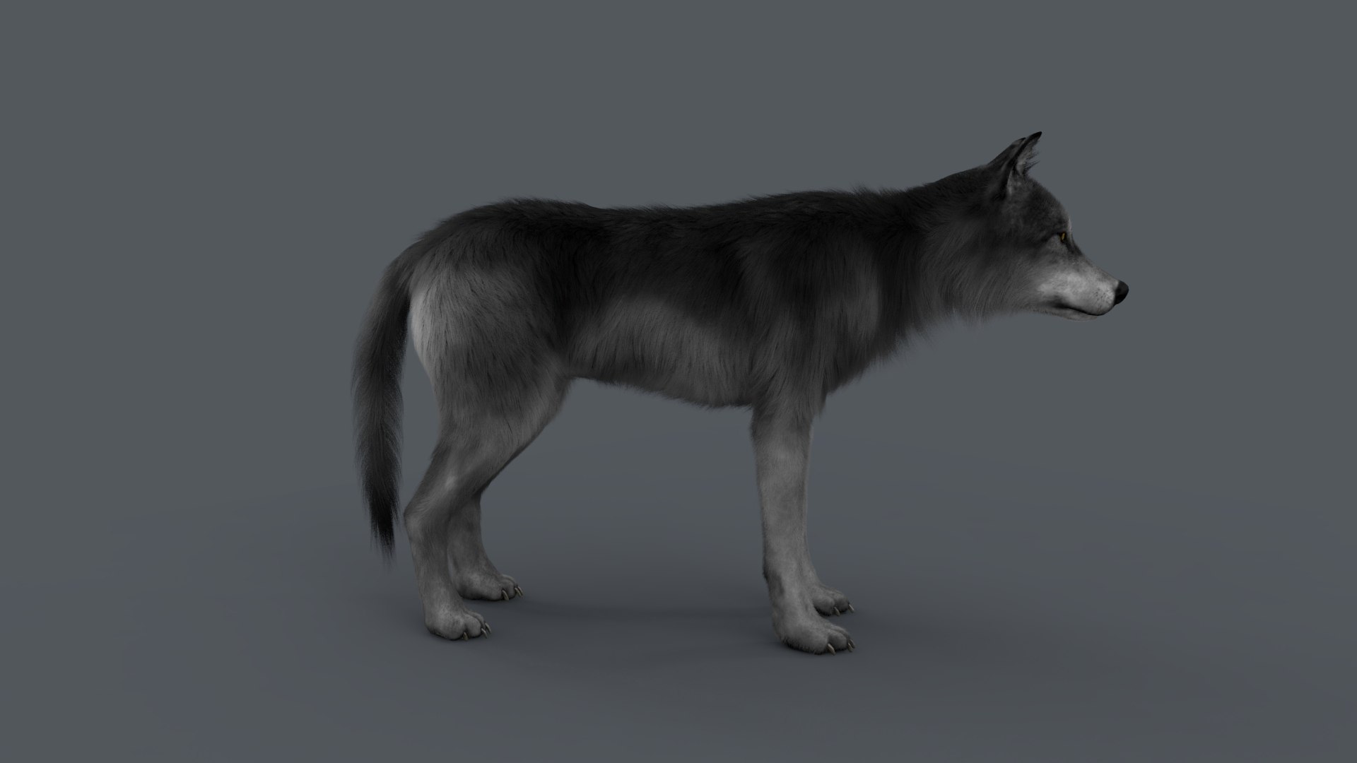 3D Wolf Fur Variations - TurboSquid 1575387