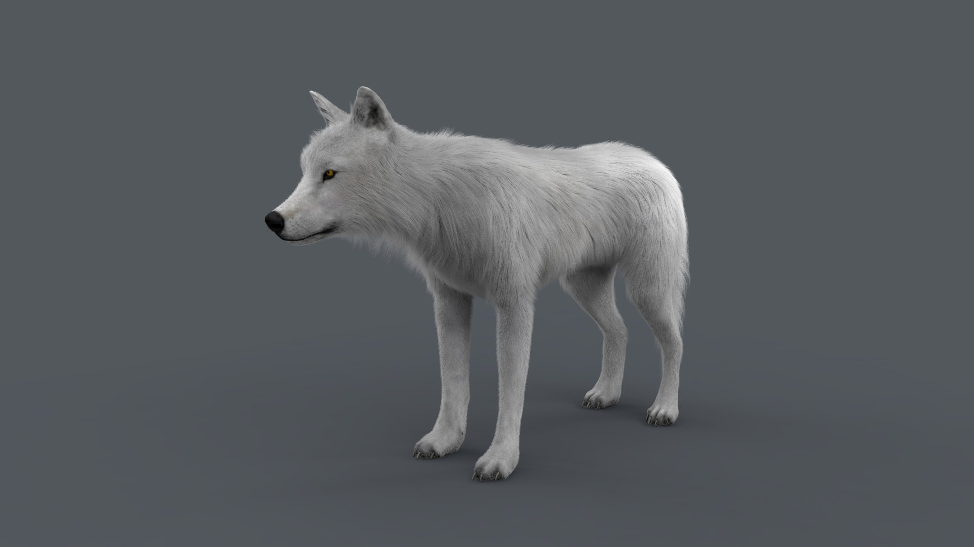3D Wolf Fur Variations - TurboSquid 1575387