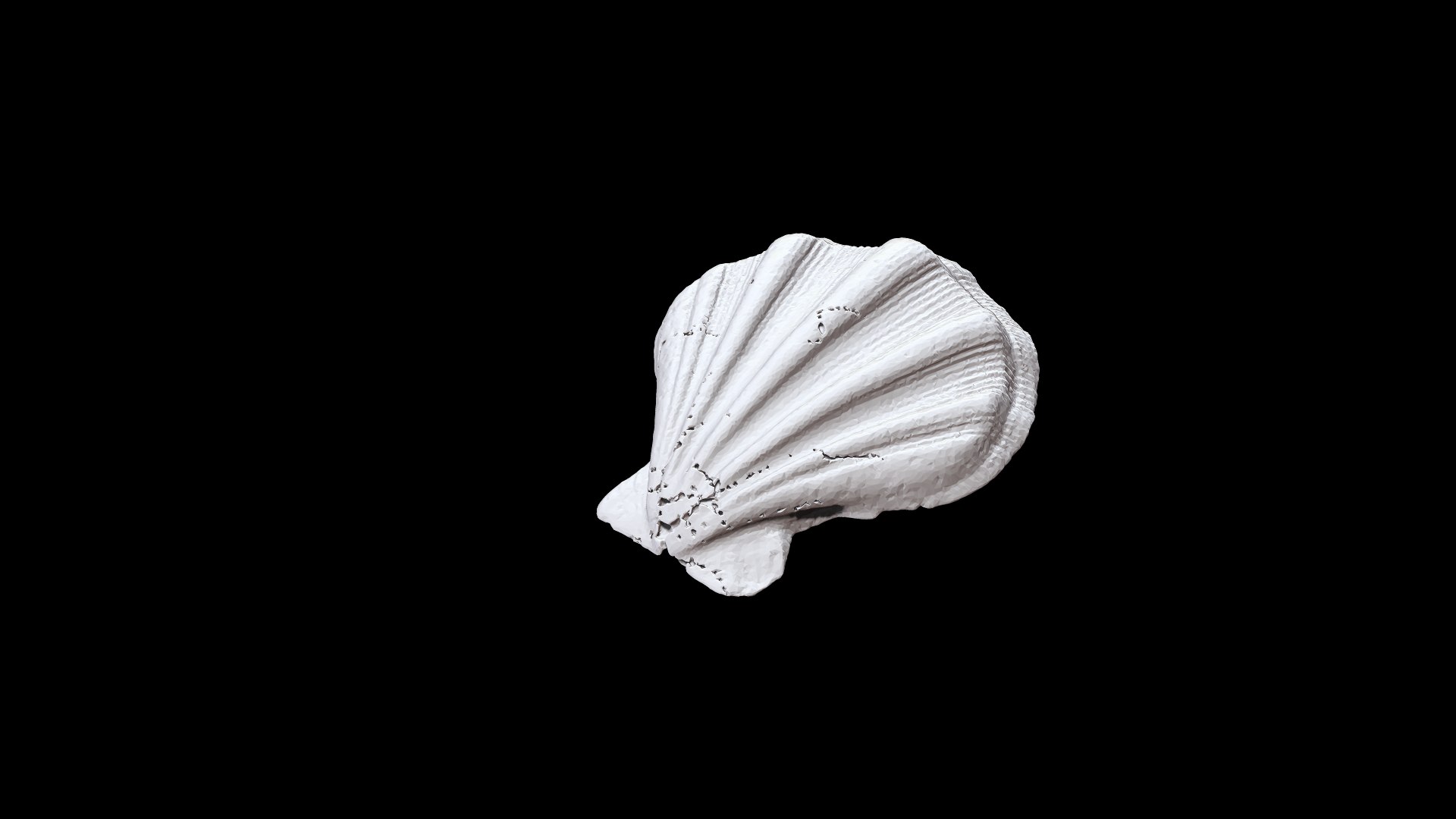 3D Seashell 018 3D CT Scan Model - TurboSquid 1846041