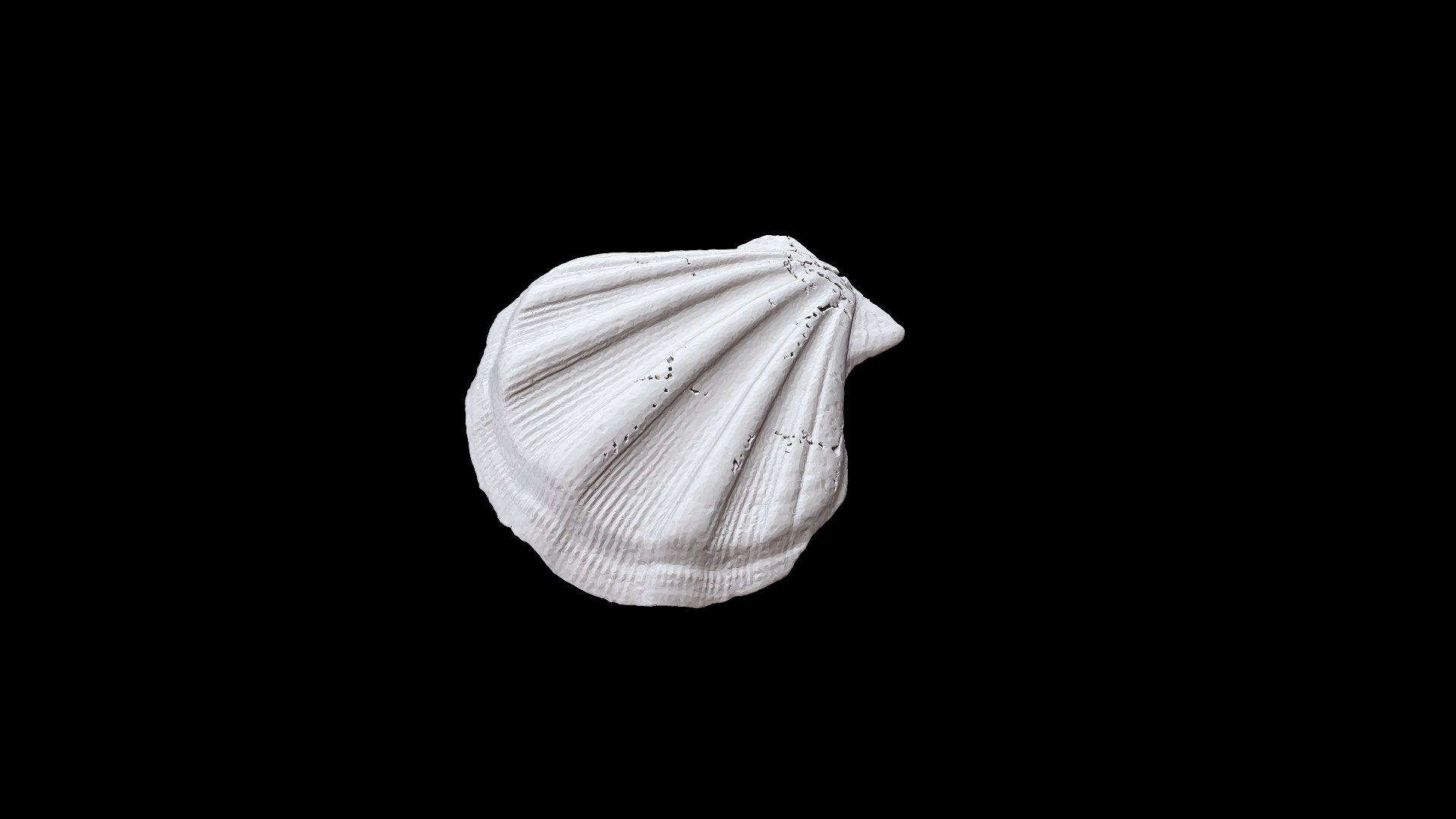 3D Seashell 018 3D CT Scan Model - TurboSquid 1846041