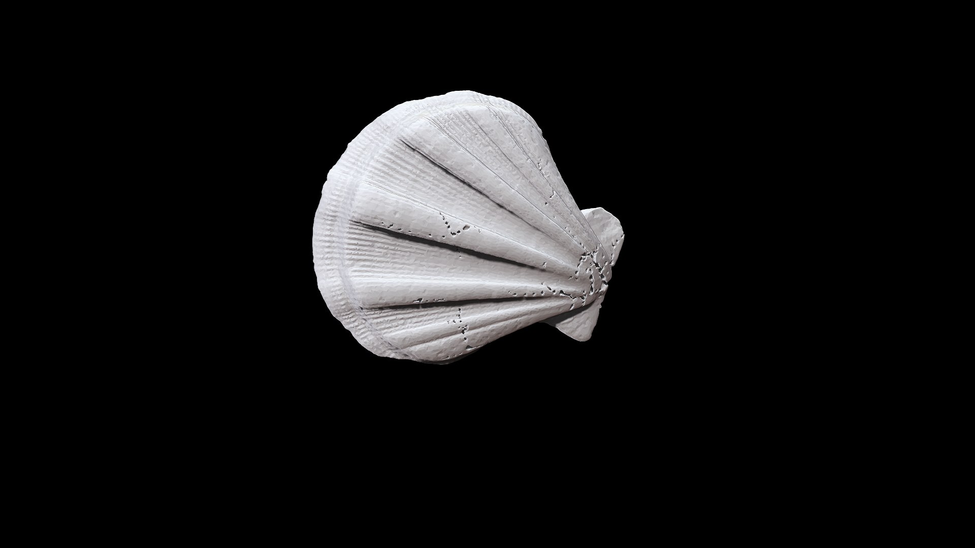 3D Seashell 018 3D CT Scan Model - TurboSquid 1846041