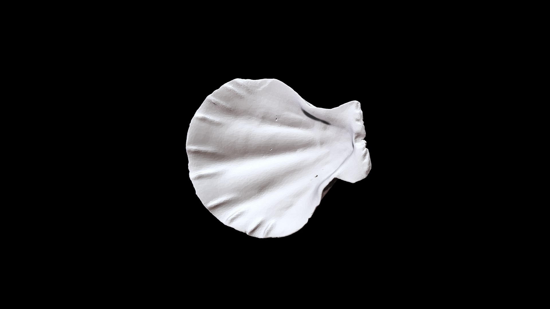 3D Seashell 018 3D CT Scan Model - TurboSquid 1846041