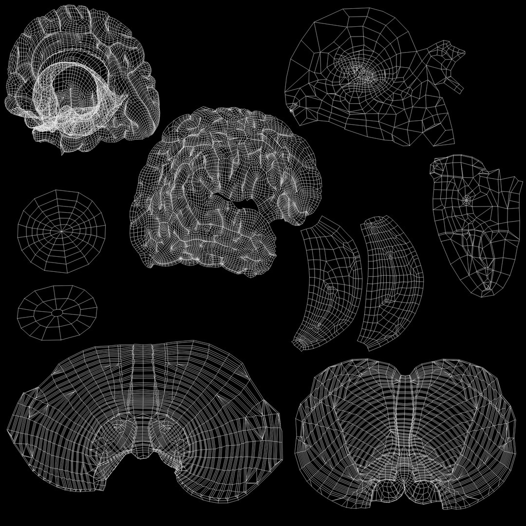 Brain 3D Model - TurboSquid 2204982