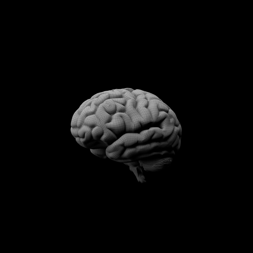 Brain 3D Model - TurboSquid 2204982