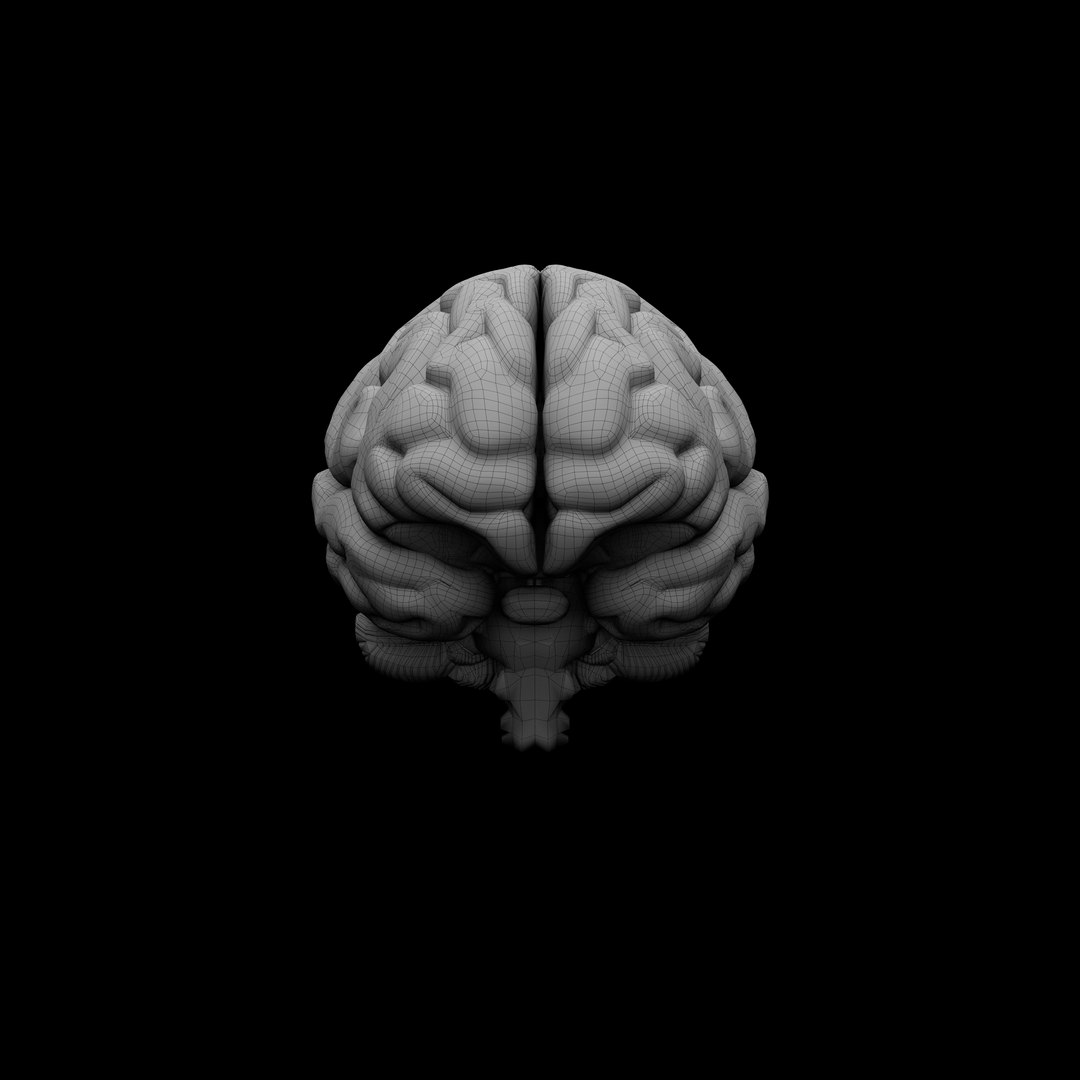 Brain 3D Model - TurboSquid 2204982