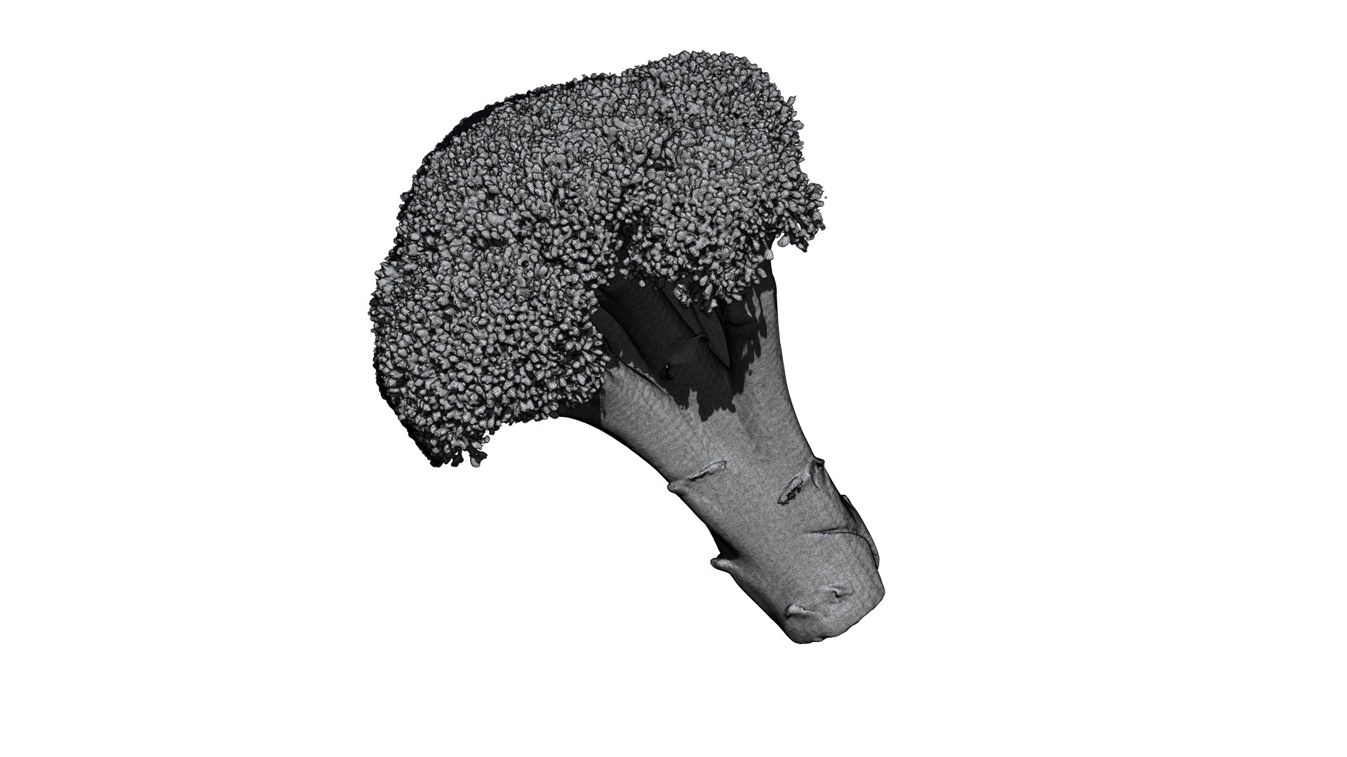 3D Broccoli Cut 3D CT Scan Model 1 Model - TurboSquid 1886407