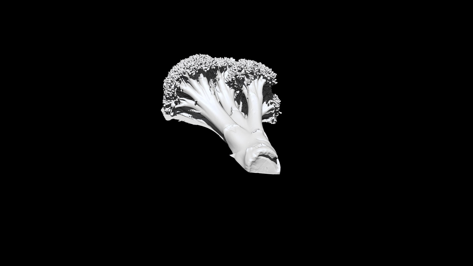 3D Broccoli Cut 3D CT Scan Model 1 Model - TurboSquid 1886407