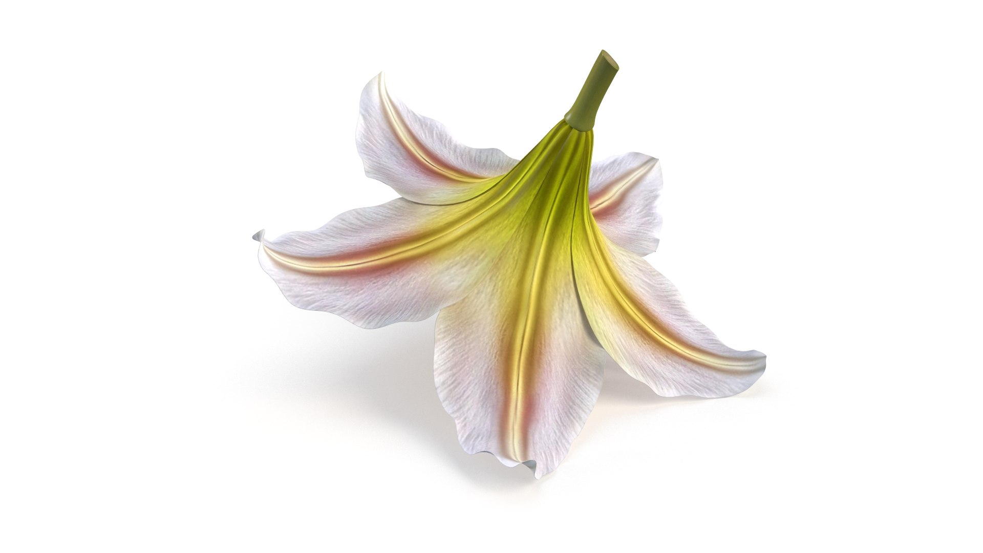 Realistic Lily 3D Model - High-Quality 4K PBR Asset 3D Model ...