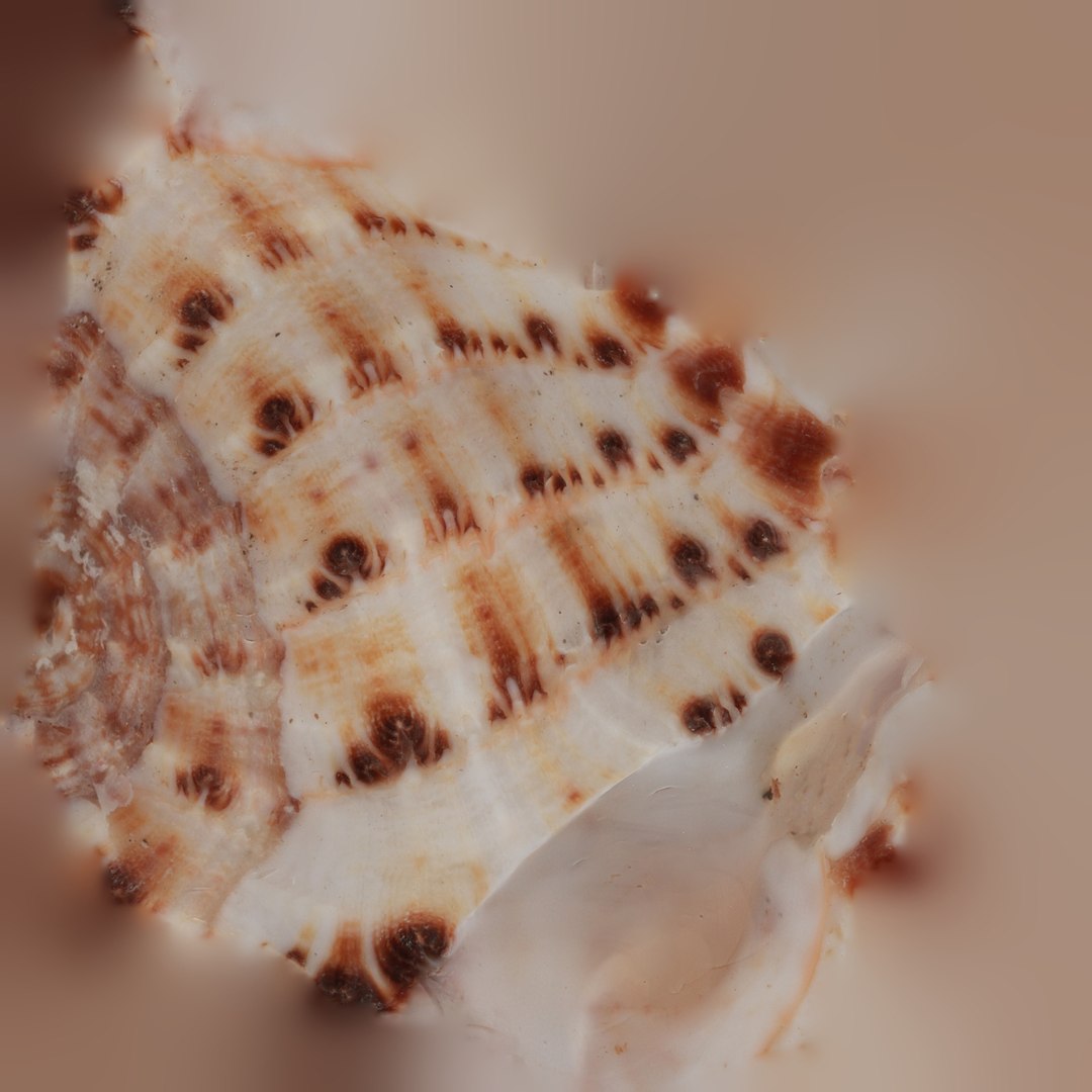 3D Seashell Sea - TurboSquid 1420597