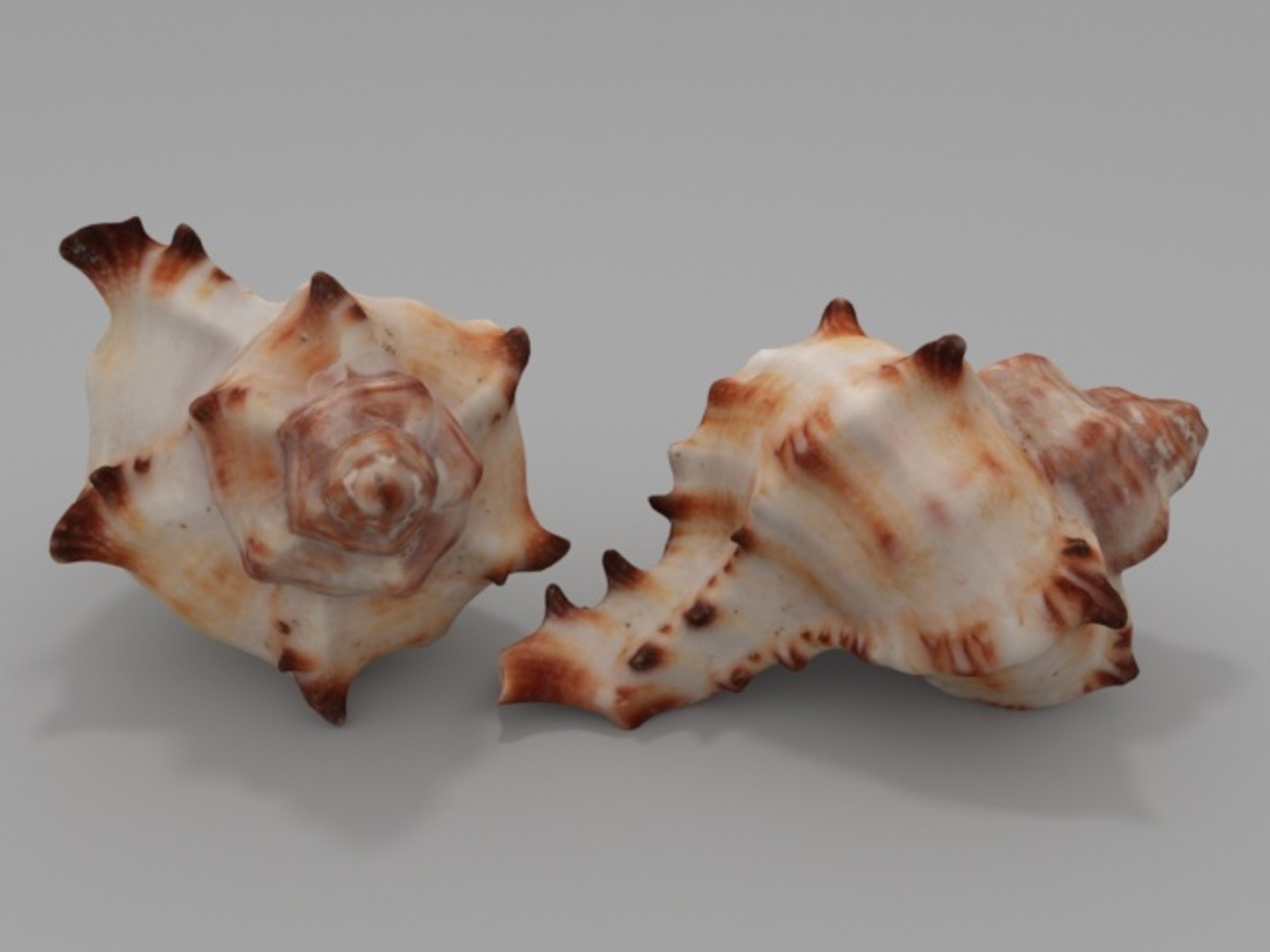 3D Seashell Sea - TurboSquid 1420597