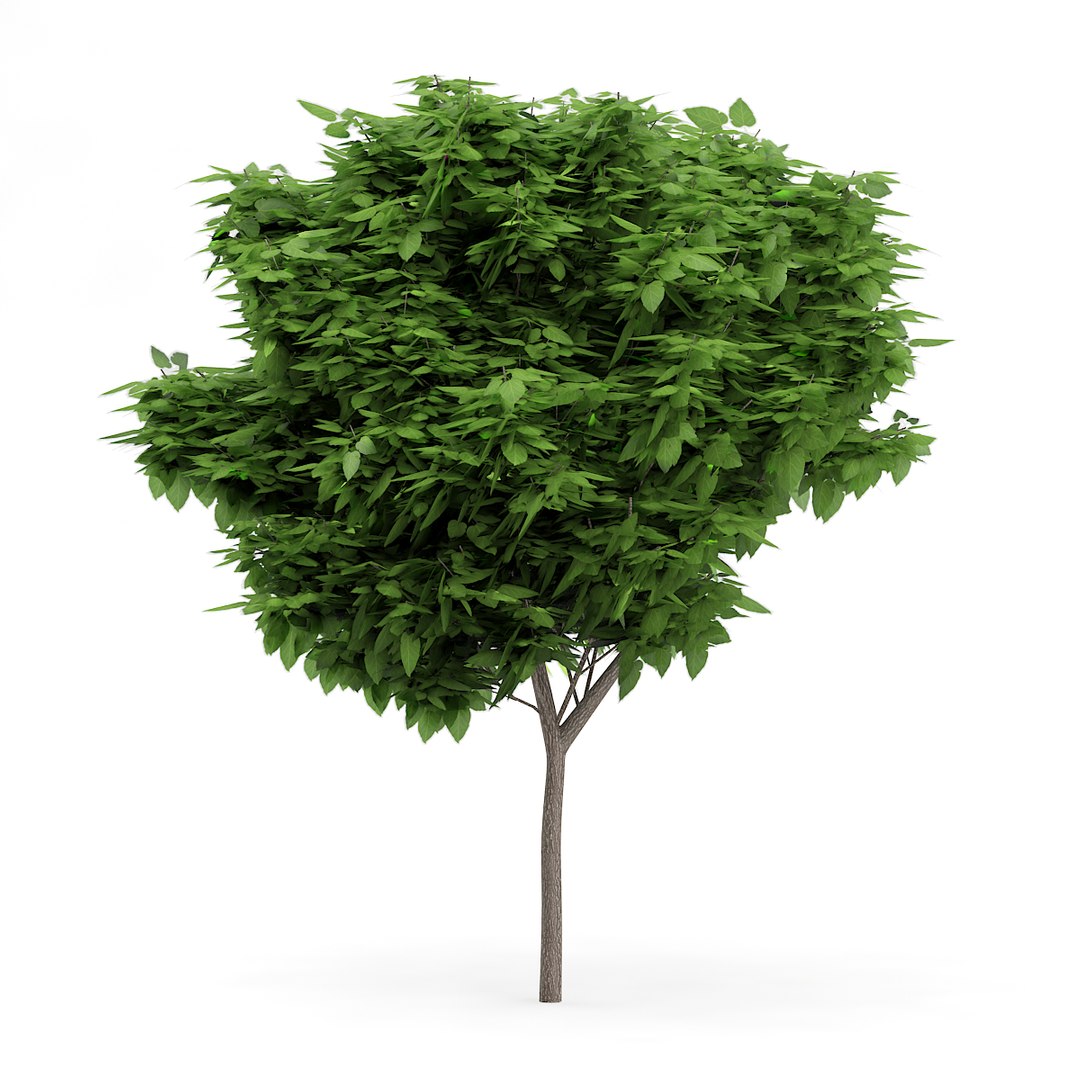 3d Catalpa Scop 6 4m