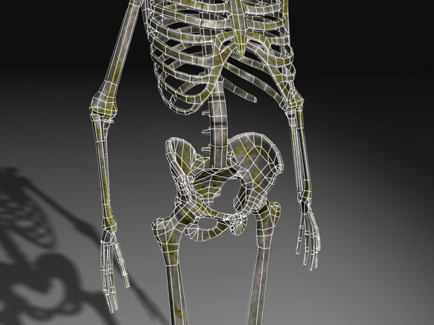 human skeleton 3d model