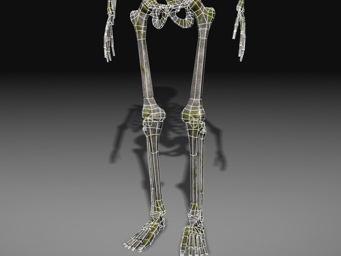 Human Skeleton 3d Model