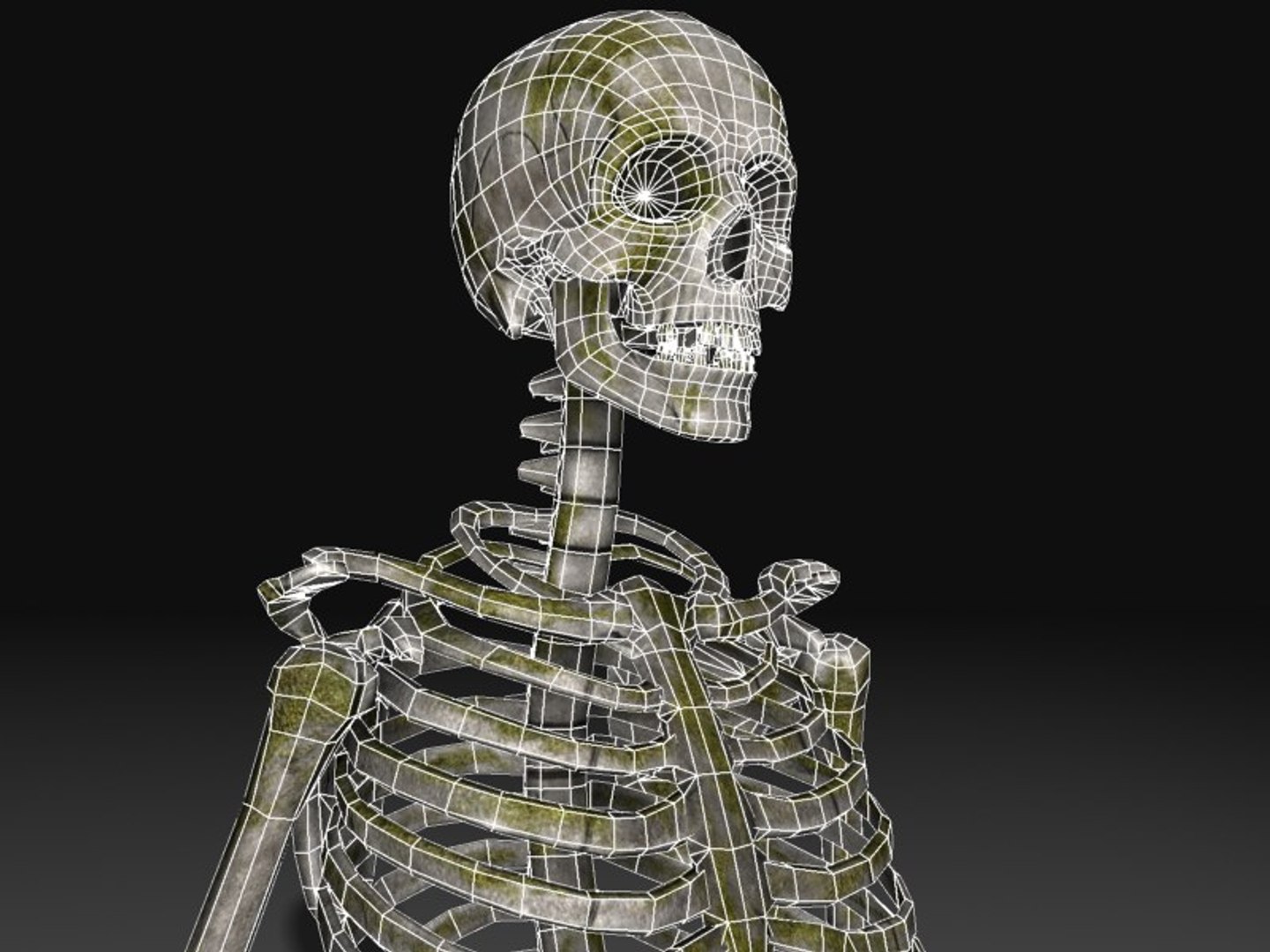 human skeleton 3d model