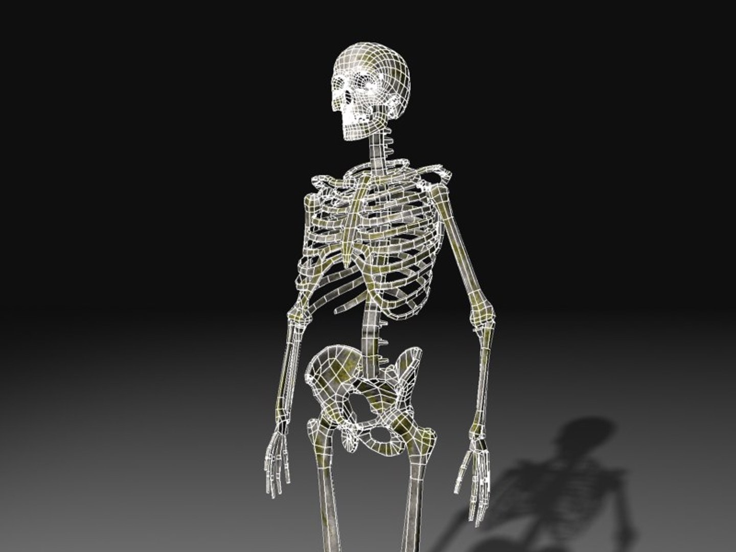 Human Skeleton 3d Model