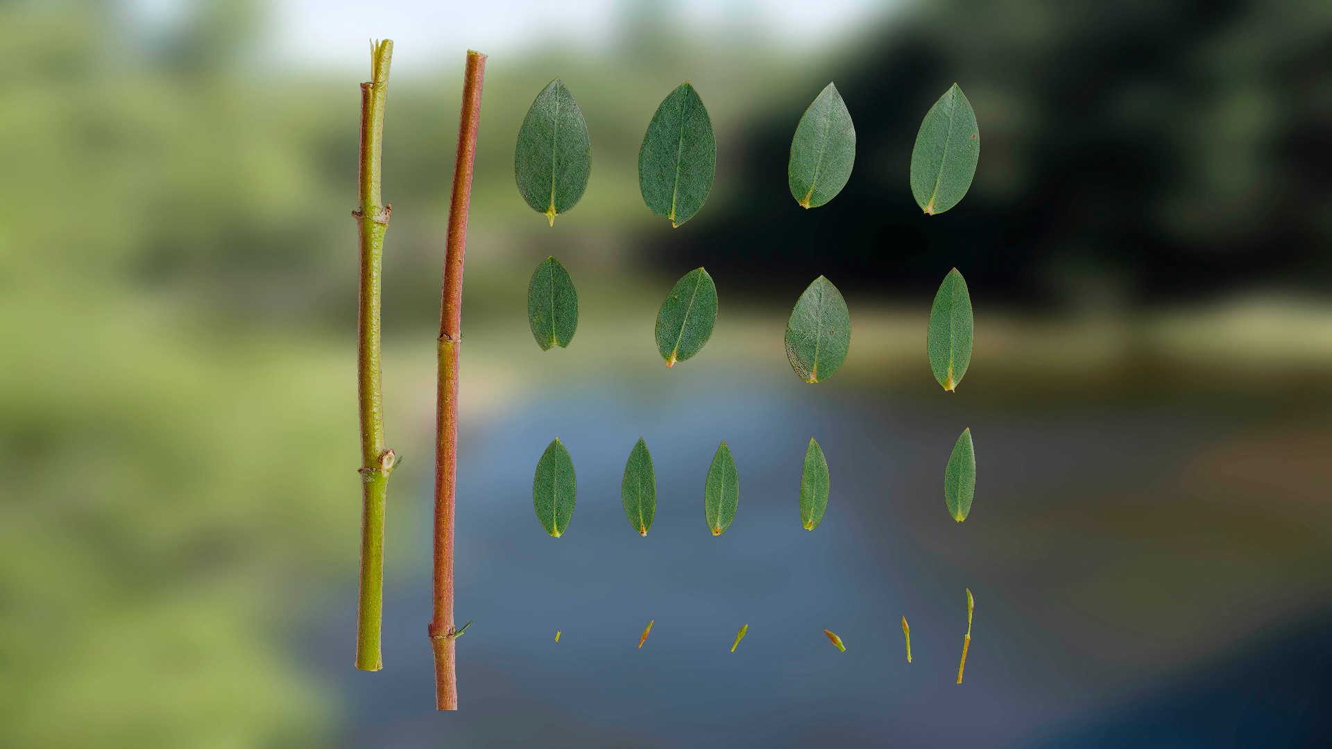 Anydrafts Eucalyptus Leaves Textures Pack 3D Model - TurboSquid 2323967