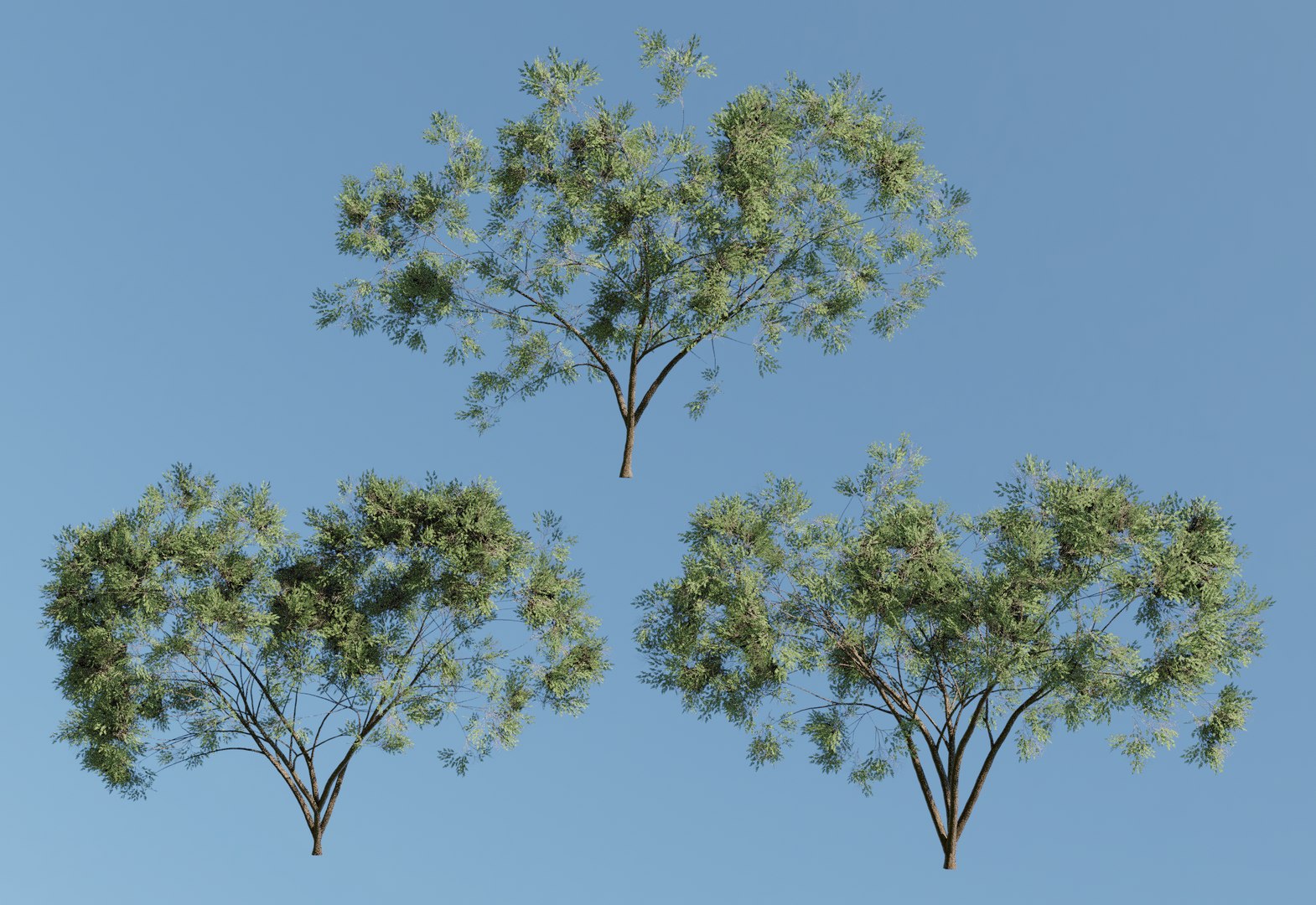 3D Mid-Low Poly Oak Tree Pack - TurboSquid 2144004