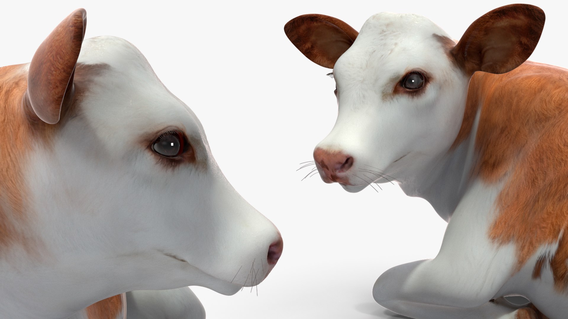 3D Cow Calf In Lying Pose Model - TurboSquid 2258829