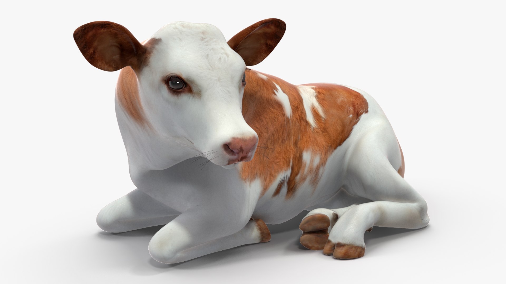 3D Cow Calf In Lying Pose Model - TurboSquid 2258829