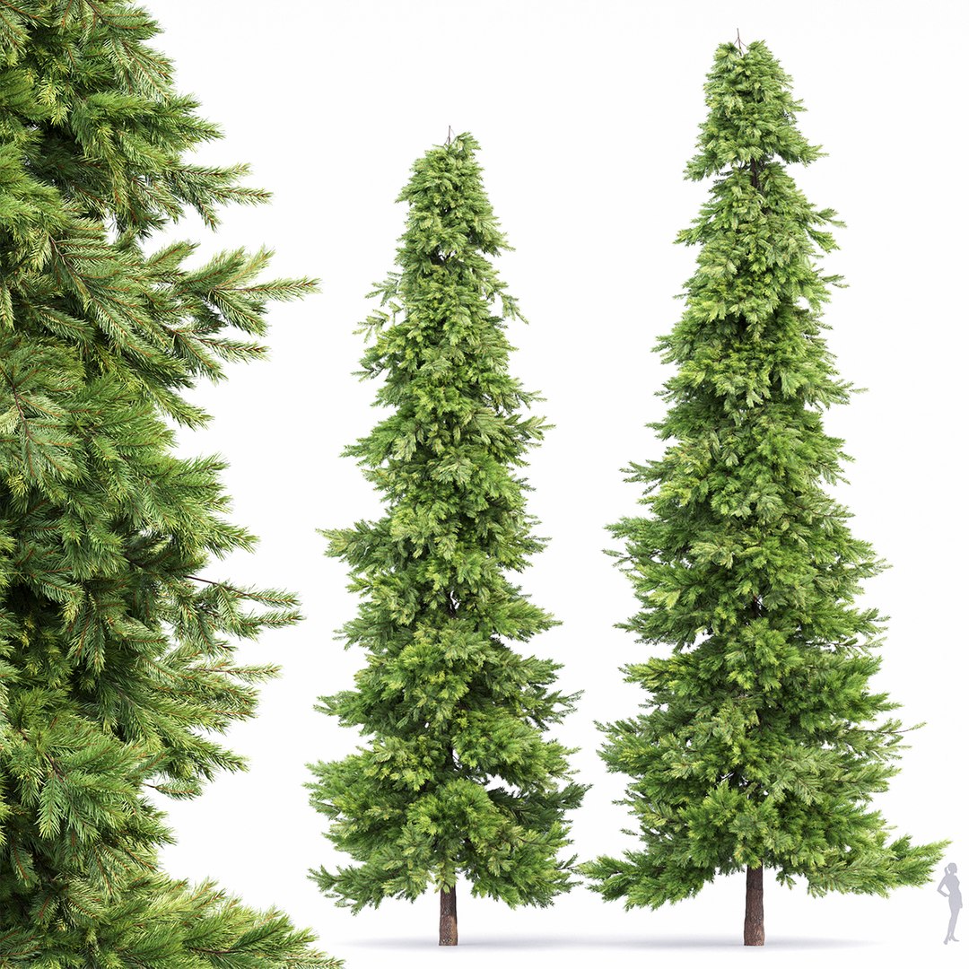 Spruce 2trees 3D Model - TurboSquid 2267033