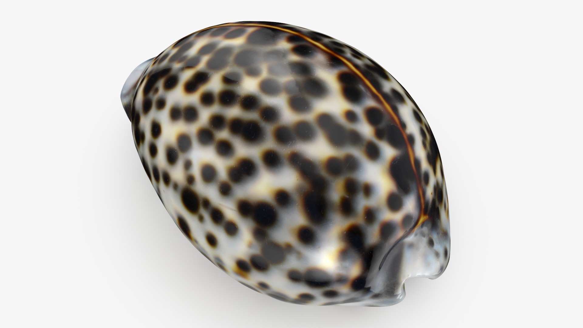Cypraea Tigris 3D - TurboSquid 2252371
