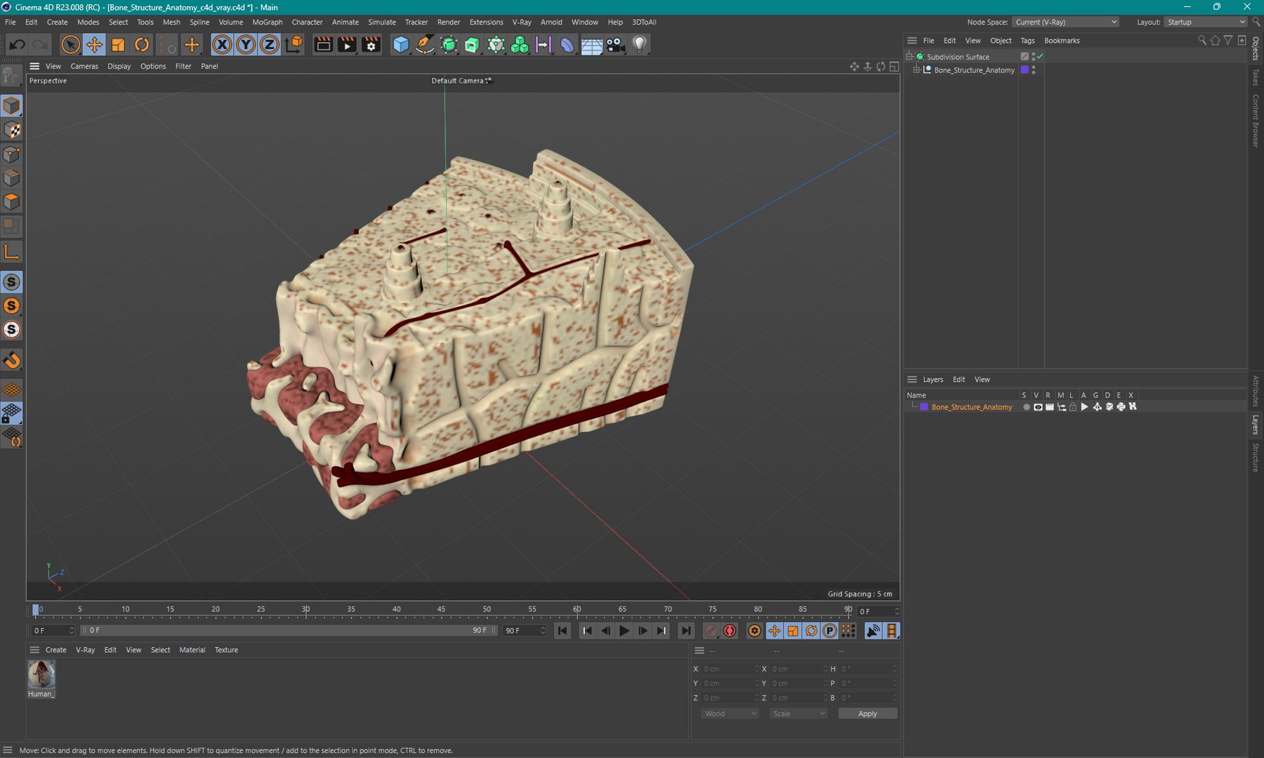Bone Structure Anatomy Model - TurboSquid 2367864