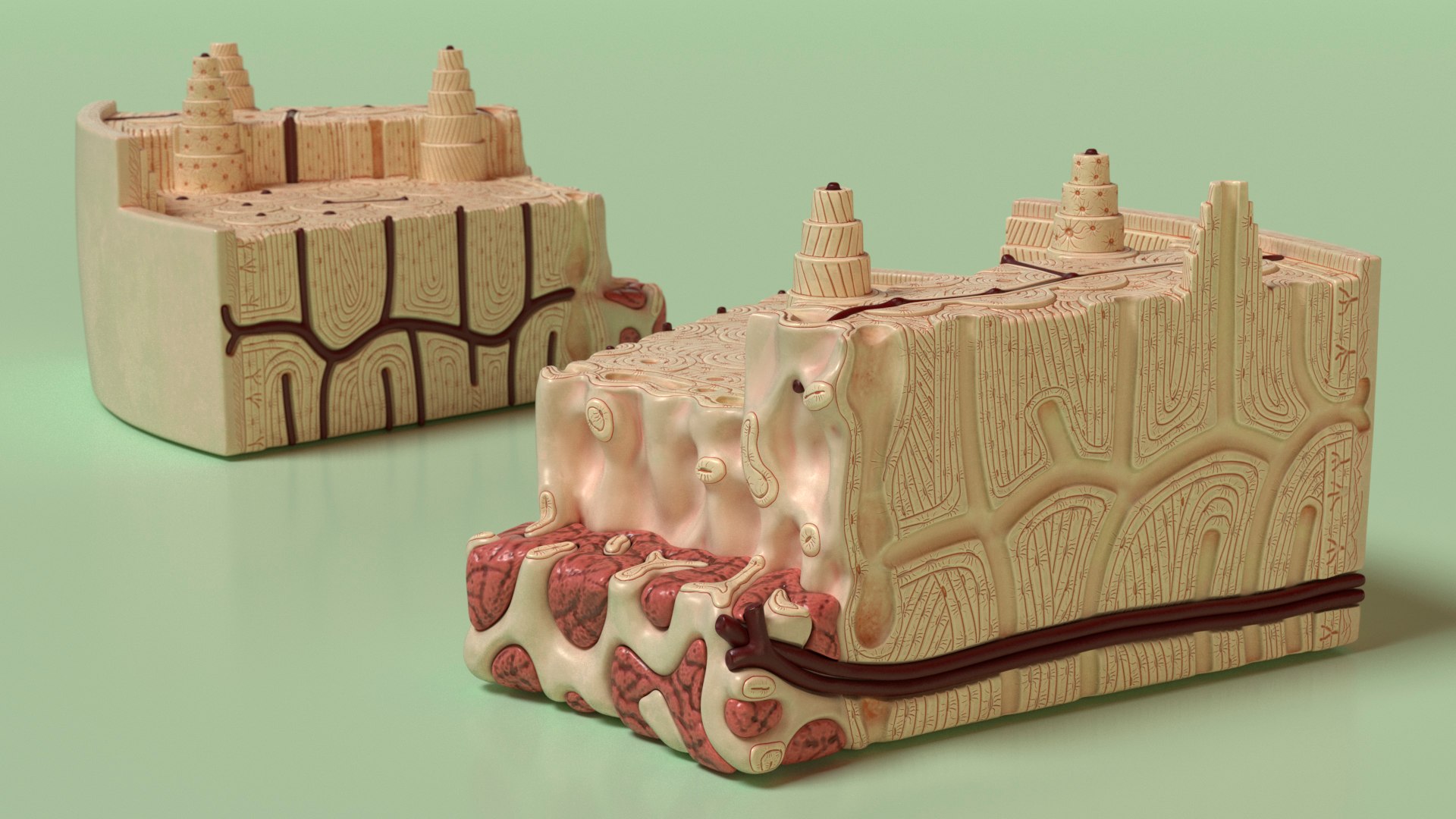 Bone Structure Anatomy Model - TurboSquid 2367864