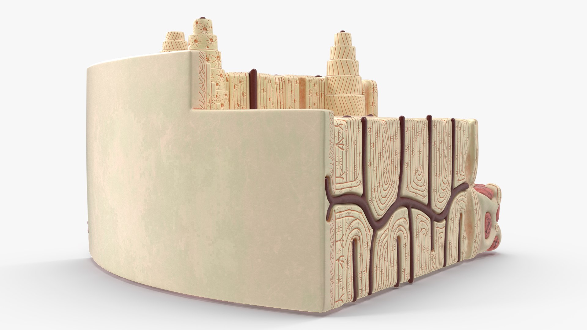 Bone Structure Anatomy Model - TurboSquid 2367864