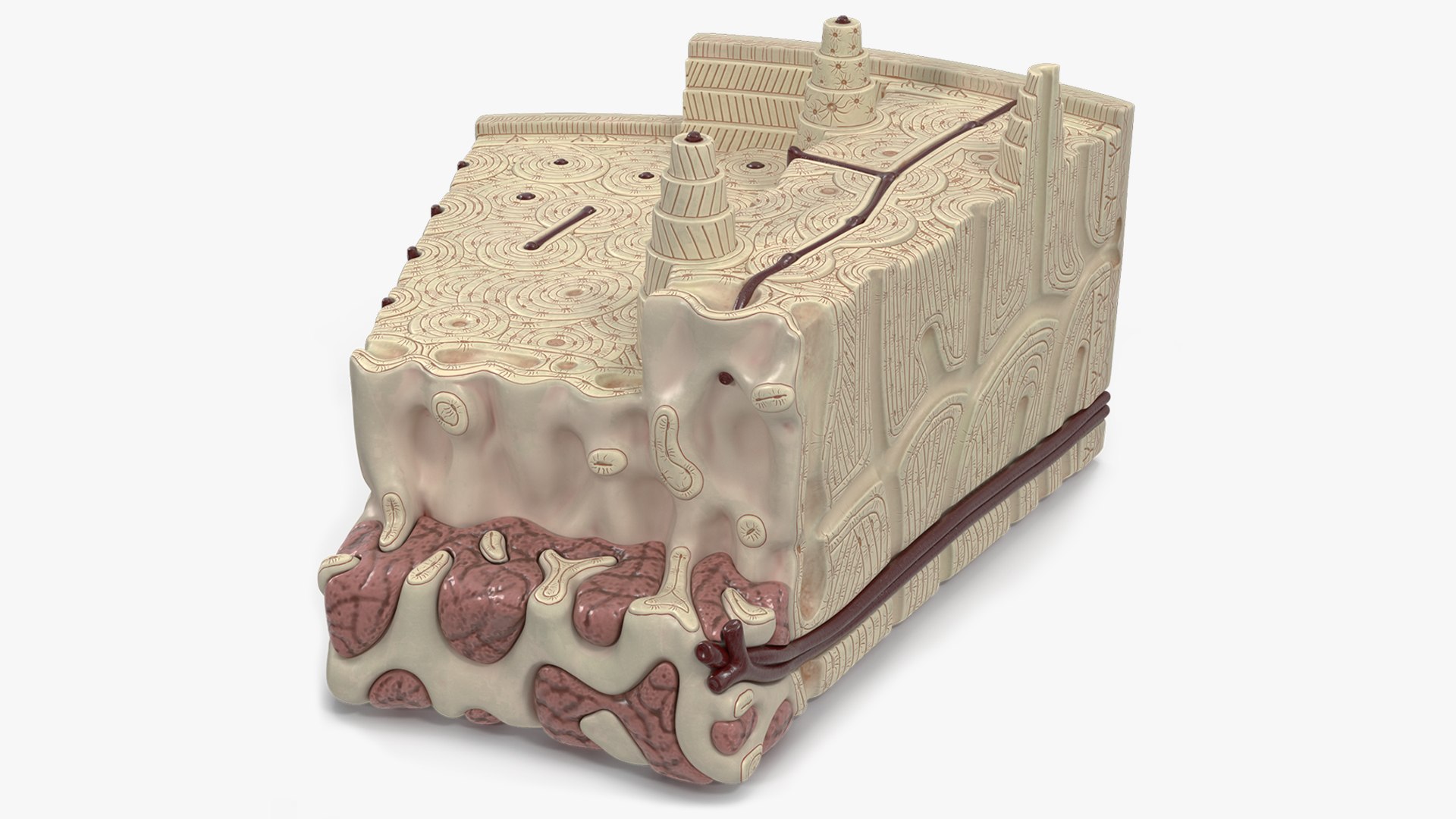 Bone Structure Anatomy Model - TurboSquid 2367864