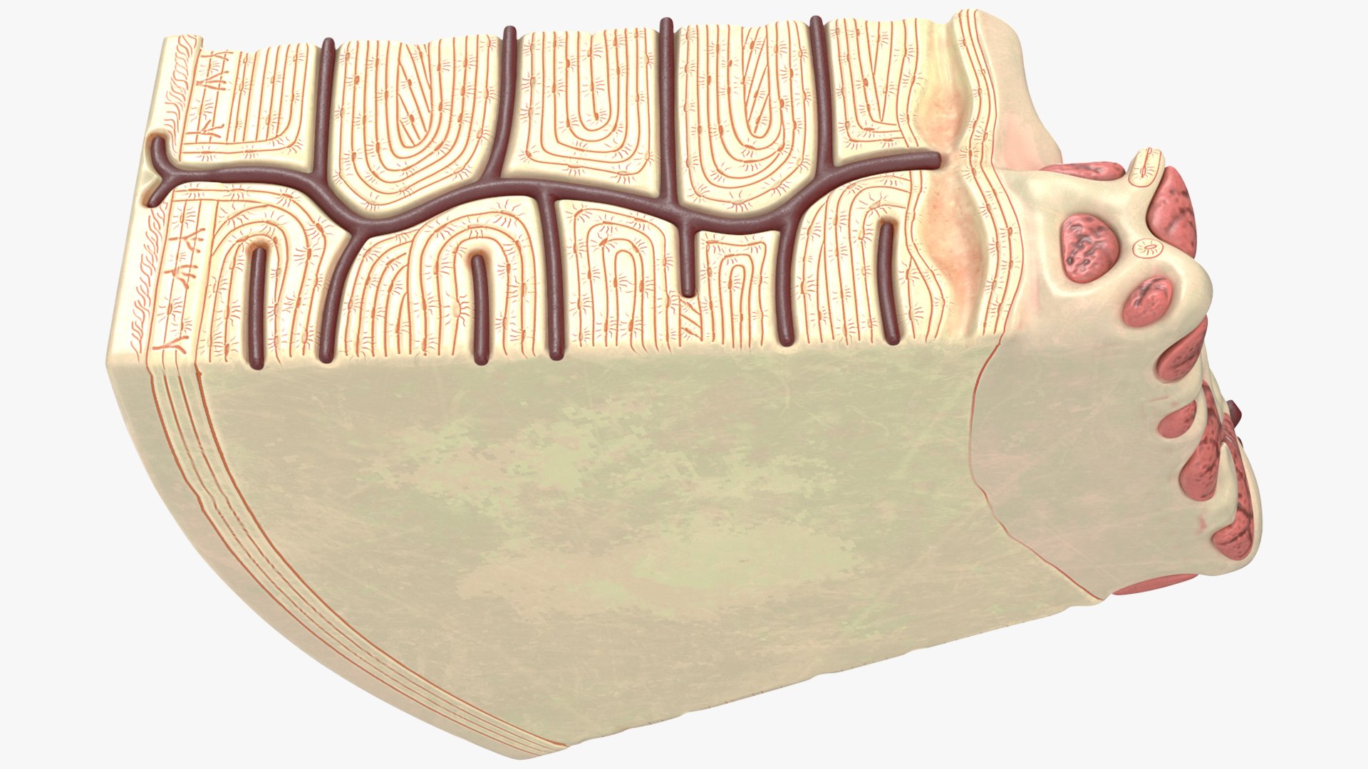 Bone Structure Anatomy Model - TurboSquid 2367864