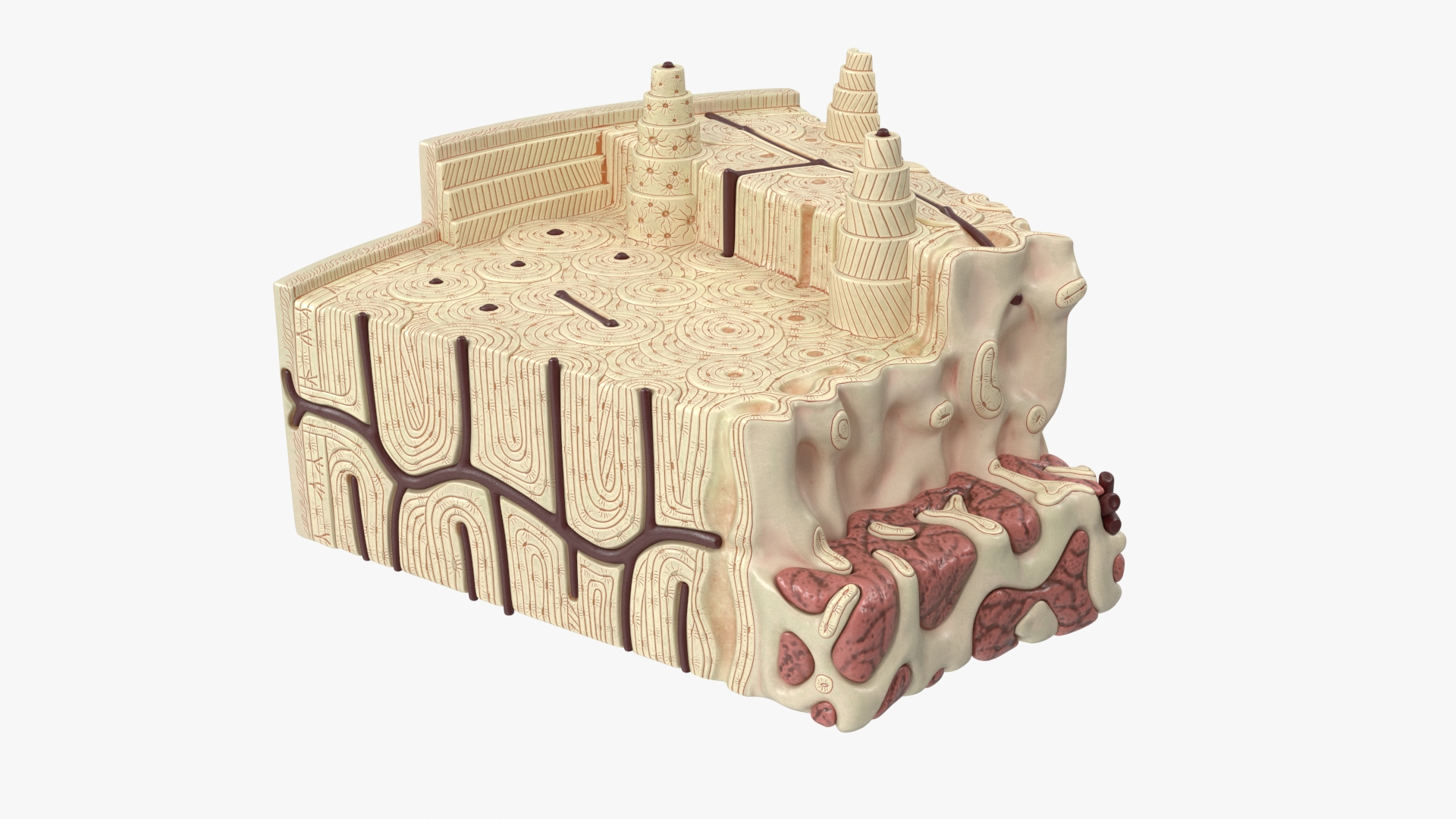 Bone Structure Anatomy Model - TurboSquid 2367864