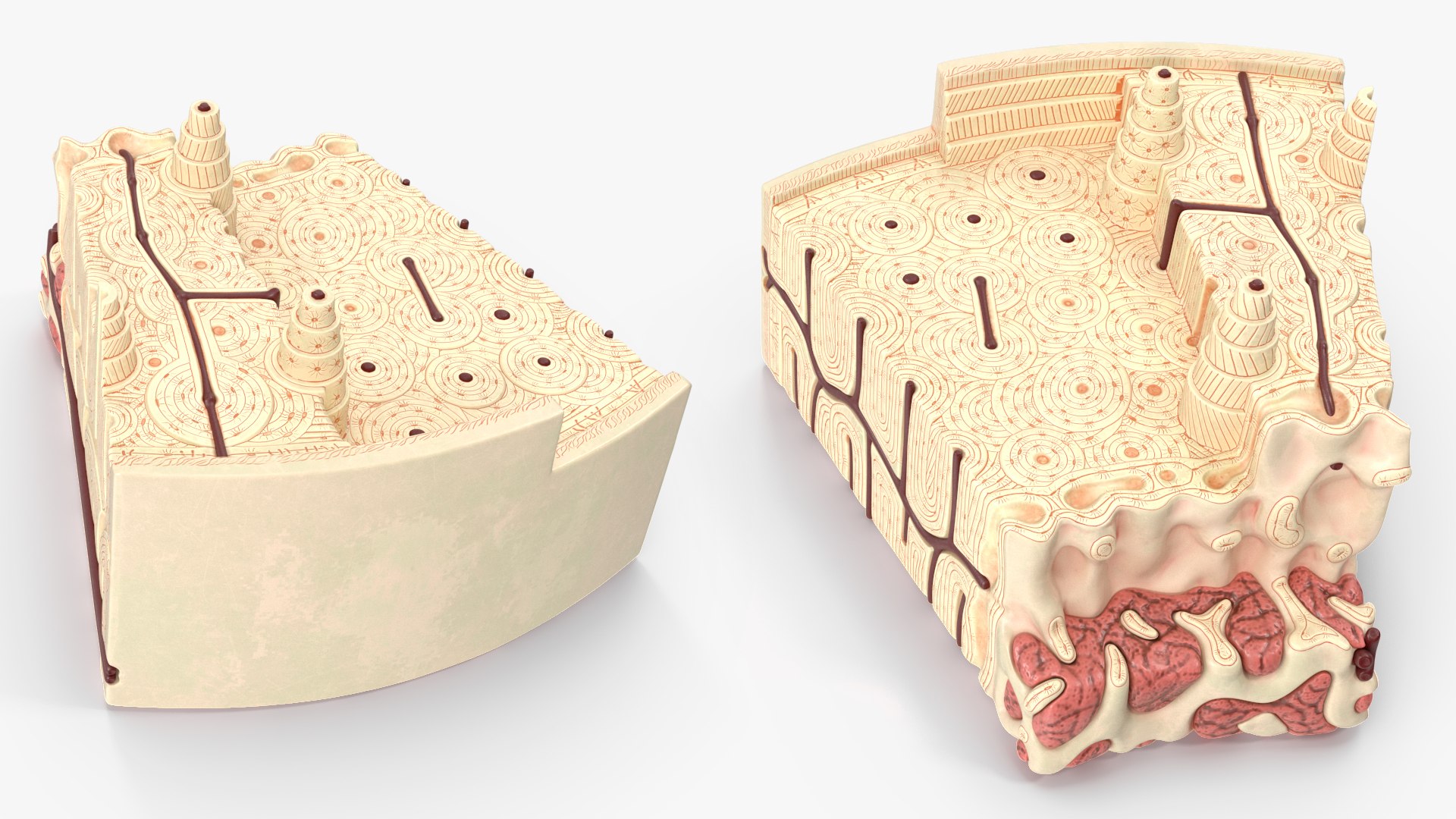 Bone Structure Anatomy Model - TurboSquid 2367864