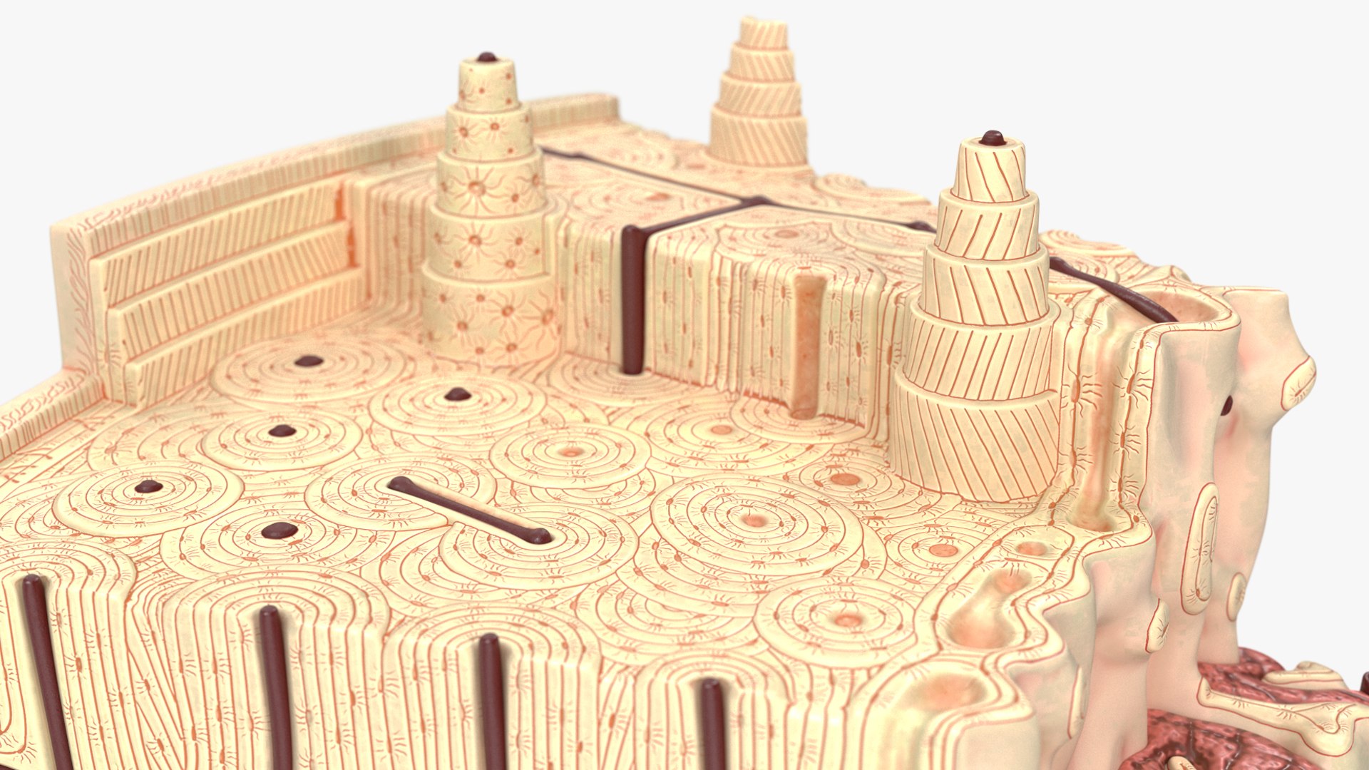 Bone Structure Anatomy Model - TurboSquid 2367864