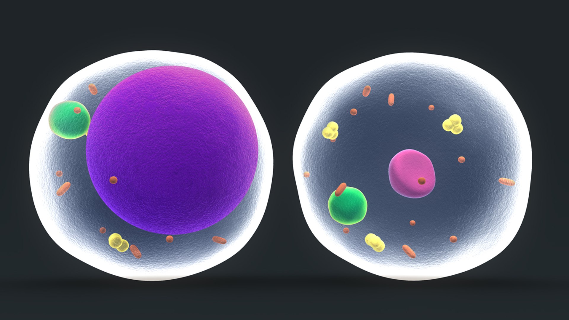 Fat Cells 3d Model