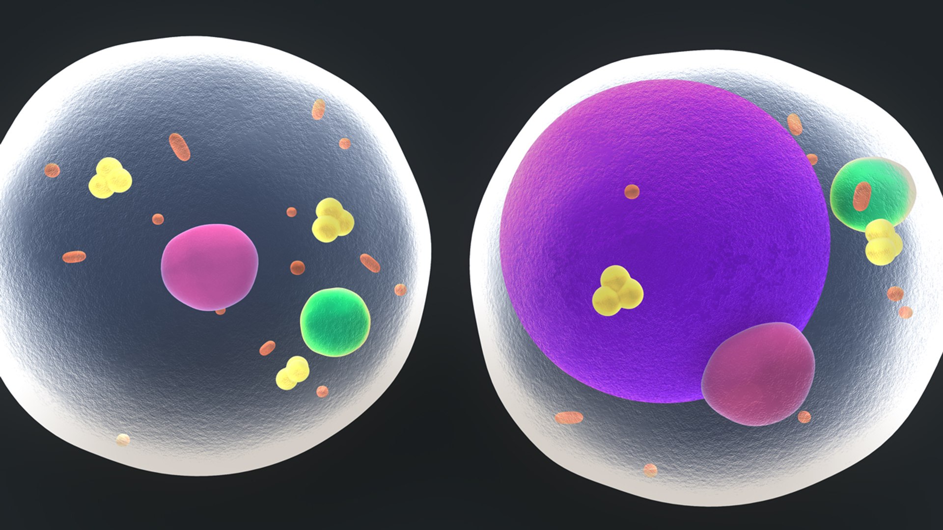 Fat Cells 3d Model