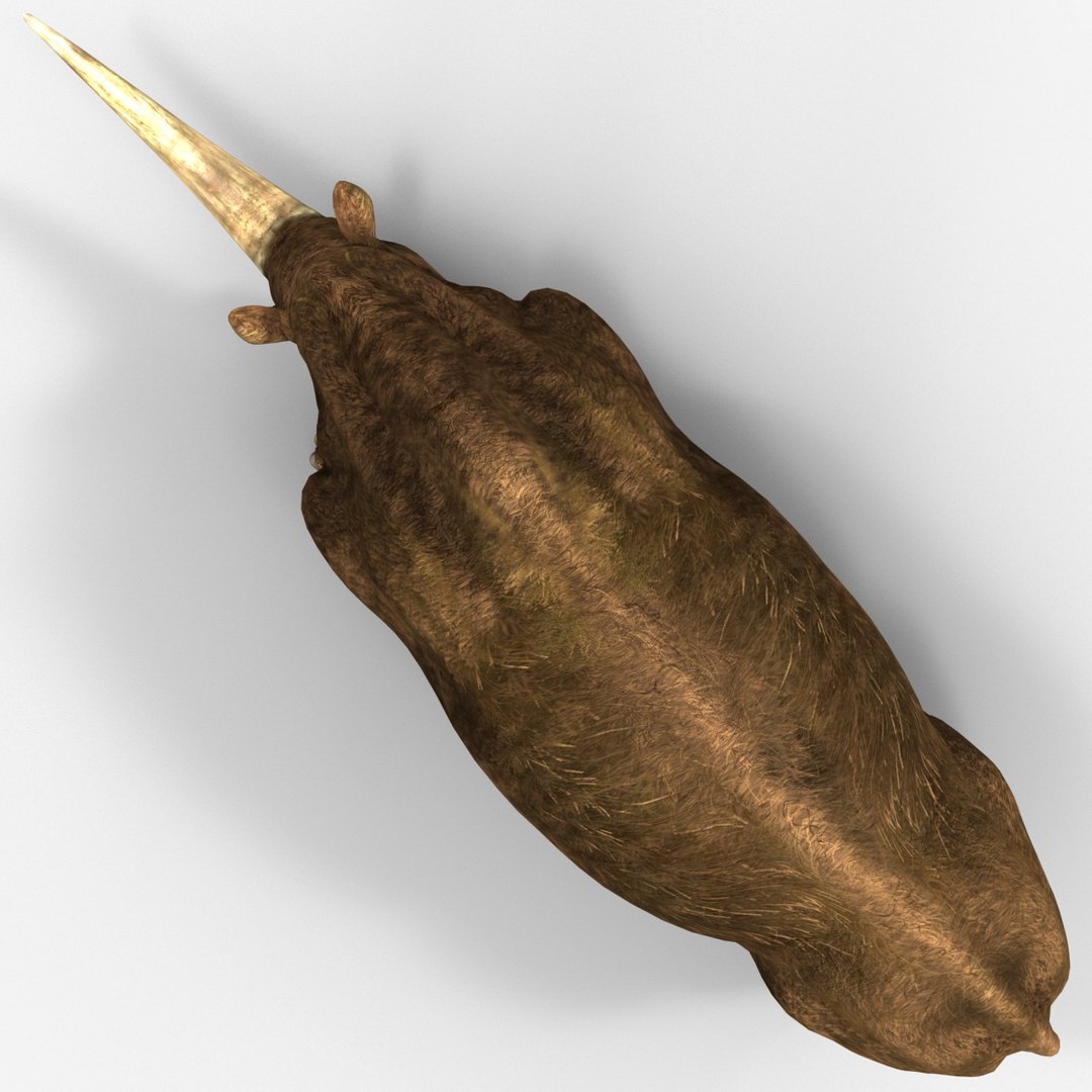 Elasmotherium 2 Pose 1 3d Model